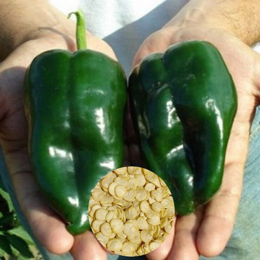 50 Poblano Ancho Pepper Seeds Fresh Garden