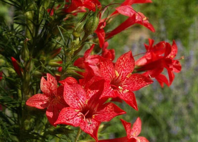 500 Gilia Red Standing Cypress Flower Seeds Ipomopsis Rubra Fresh Garden