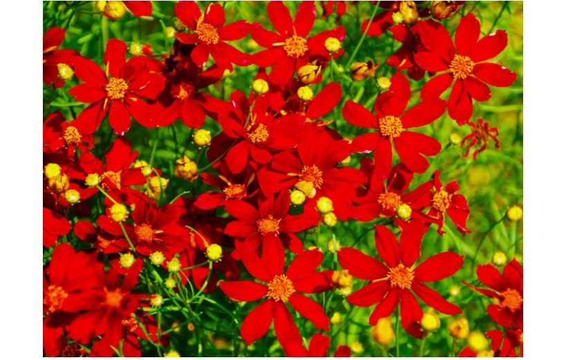 1000+ SEEDS Coreopsis Red Dwarf (Coreopsis tinctoria) Flower