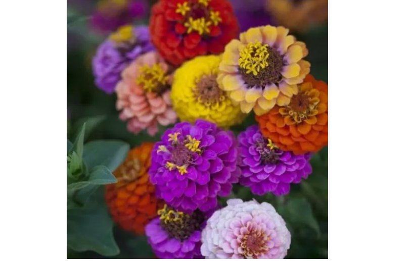200 SEEDS Zinnia DWARF BUTTON BOX Heirloom Container Dainty 6 Colors ...