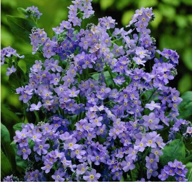 Forget Me Nots ULTRAMARINE DWARF 200 Seeds Biennial Perennial BLUE ...