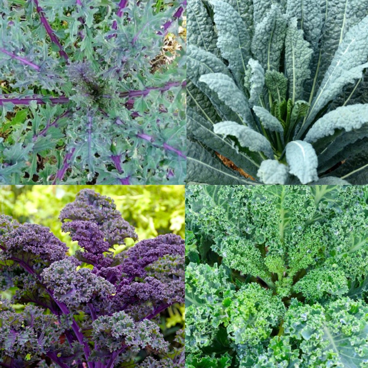KALE GARDEN BLEND 4 200 Seeds Types Heirloom MicroGreens Vegetable Seeds