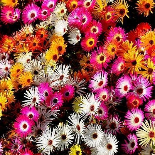 Daisy ICE PLANT LIVINGSTONE 2000 Seeds Mix Dwarf Groundcover Flower Seeds