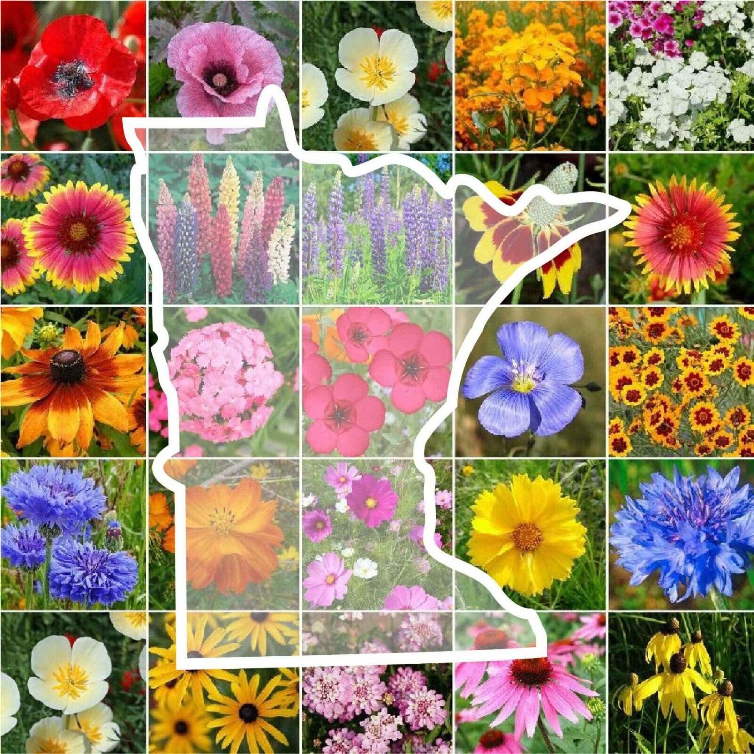 Wildflower MINNESOTA State Flower 1000 Seeds Mix Perennials Annuals ...