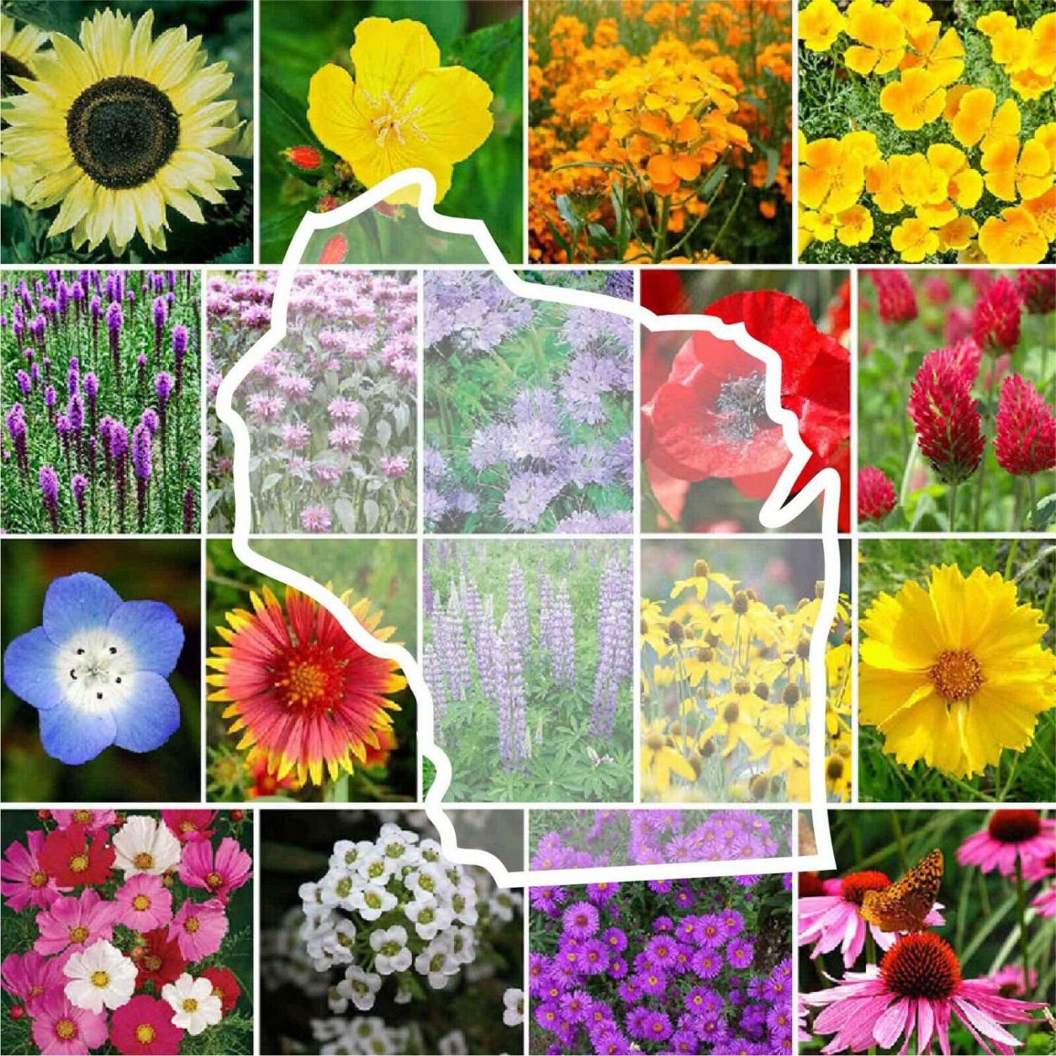 Wildflower WISCONSIN State Flower 1000 Seeds Mix Perennials Annuals ...