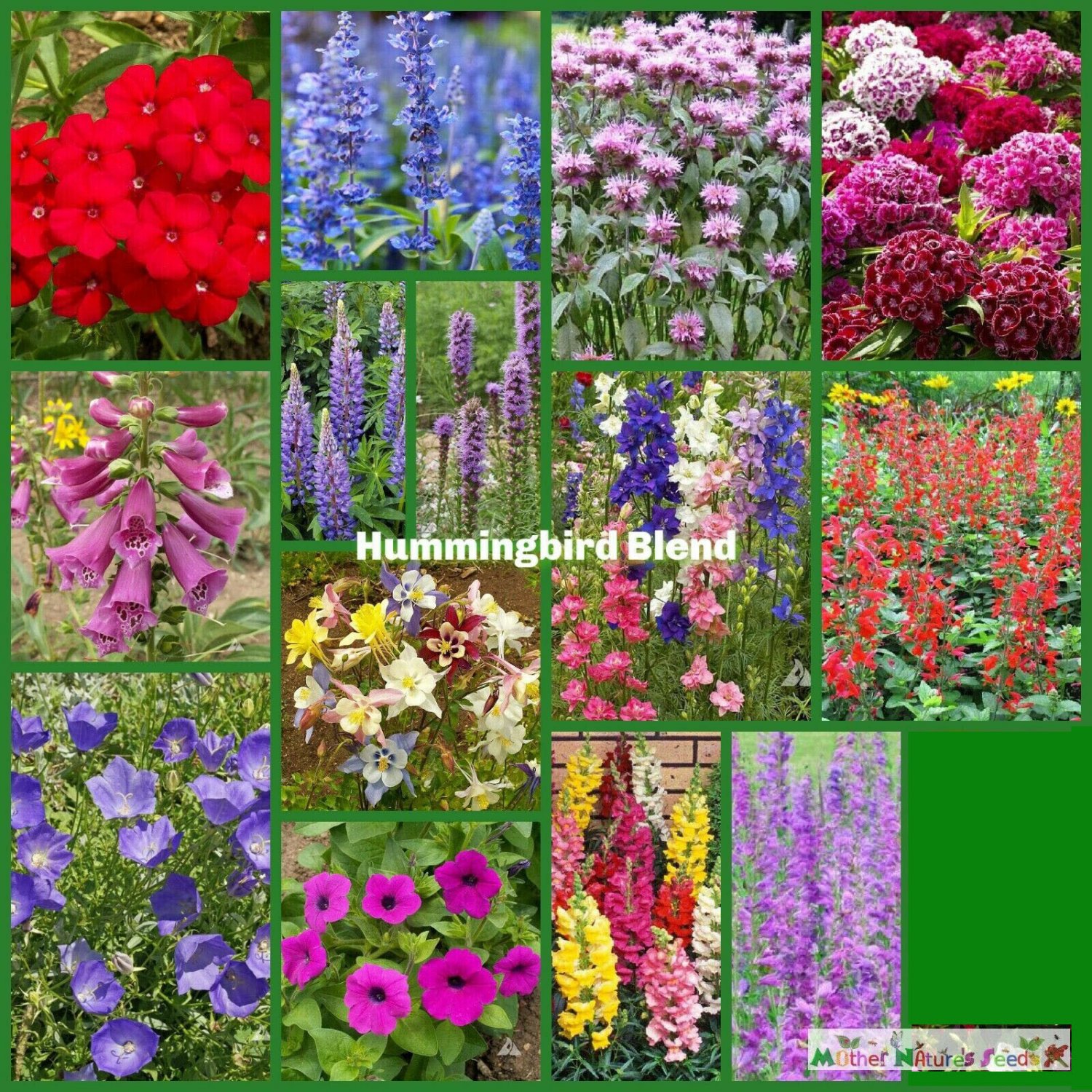 Landscaper's Pack Wildflower Mix 5000 Seeds HUMMINGBIRD NECTAR Flower Seeds