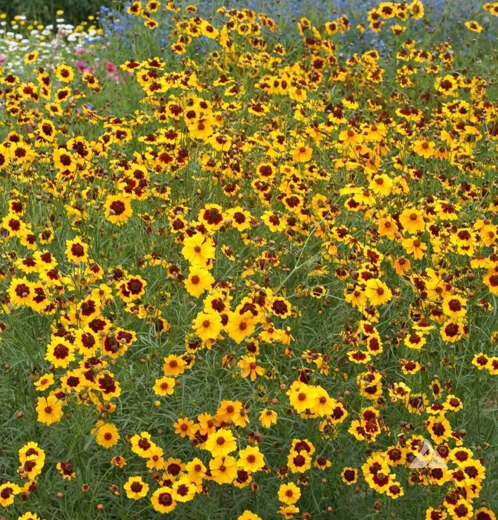 PLAINS COREOPSIS Calliopsis Native 500 Seeds Wildflower Heirloom Flower ...
