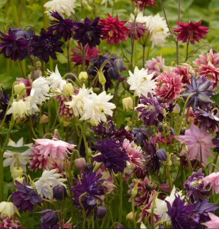 Columbine BARLOW Mix Perennial Dahlia 100 Seeds Double Blooms Spring ...