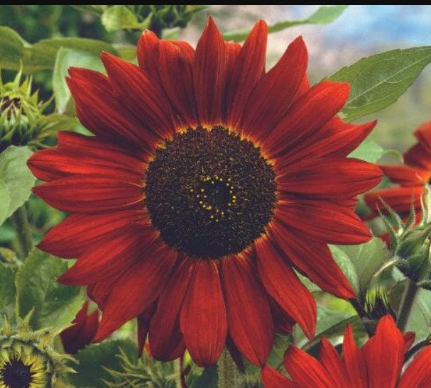 Sunflower MIDNIGHT ROUGE 100 Seeds Red Bees Flower Seeds