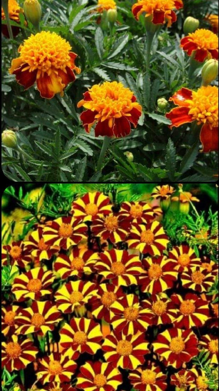 French Marigold COURT JESTER & 200 Seeds DOUBLE DWARF Mix Flower Seeds