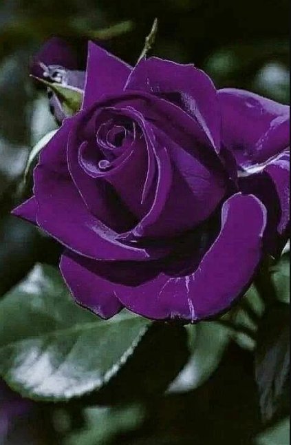 Rare Exotic Dark Purple Rose 50 Seeds Perfect for Garden Landscaping