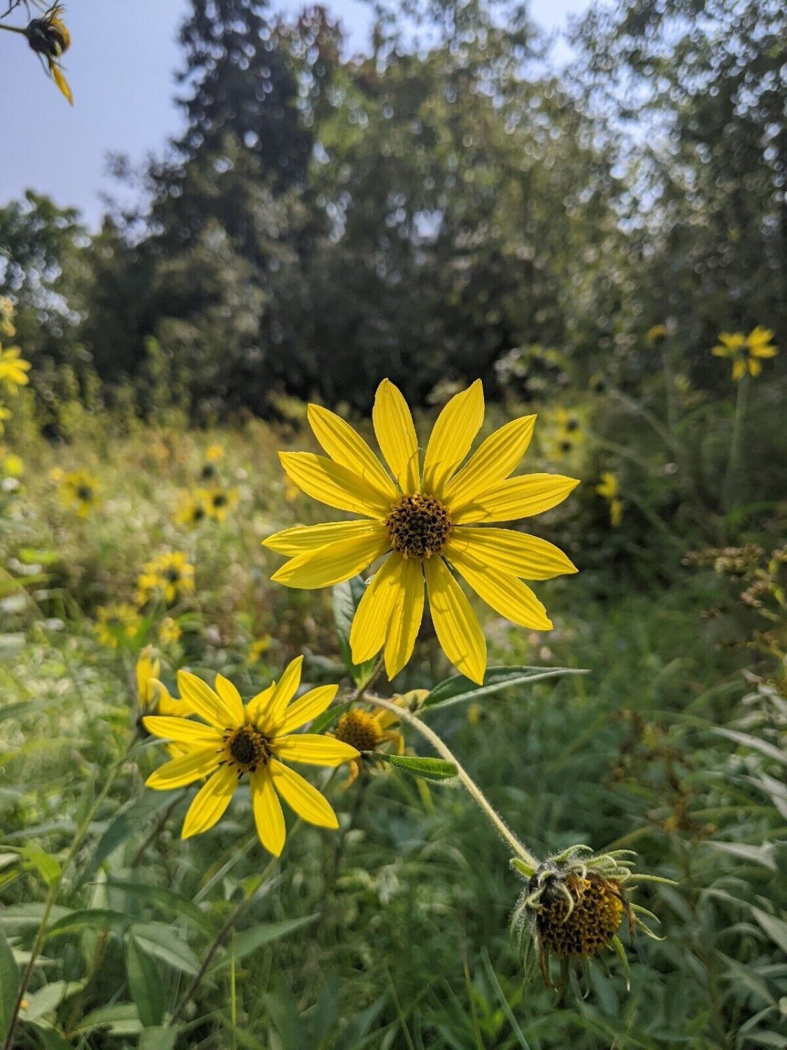 JERUSALEM ARTICHOKE Sunchoke Helianthus Flower Root Vegetable 20 Seeds