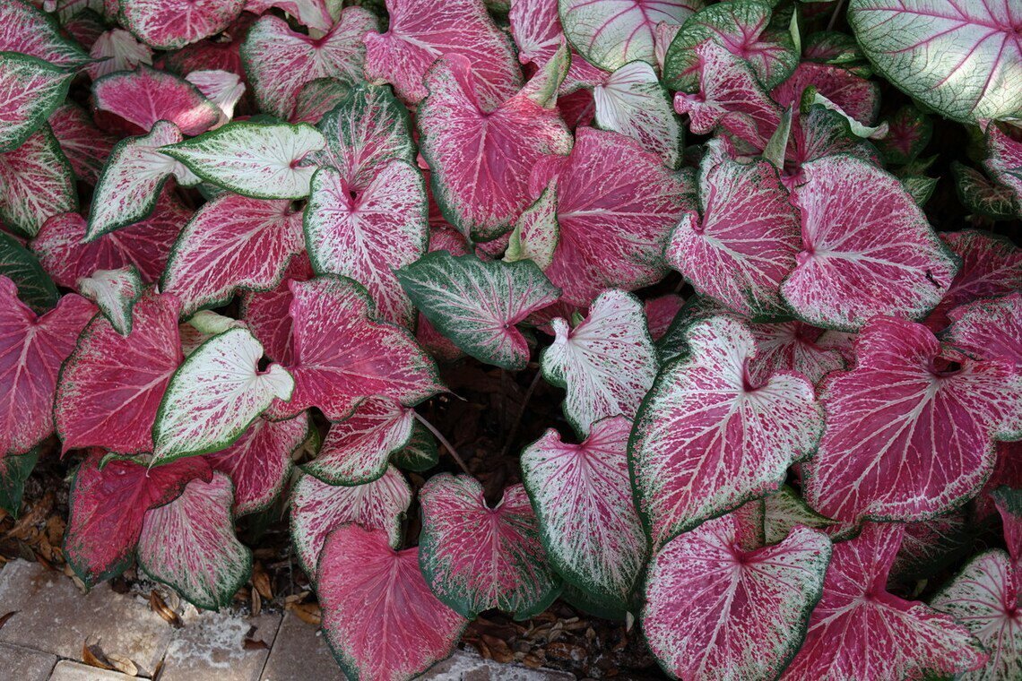 2ct. Caladium Blushing Bride Bulbs