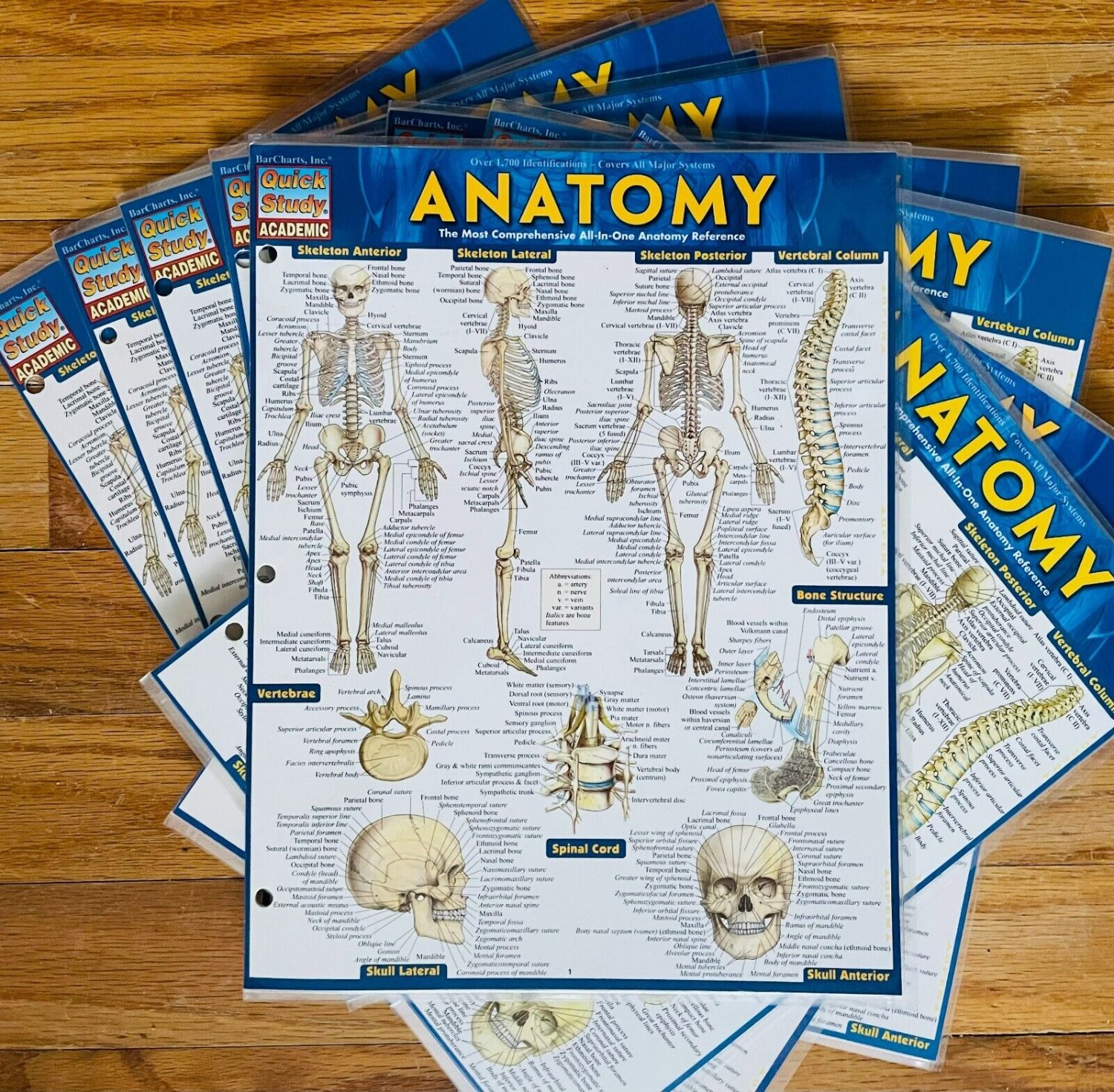 Lot of 10 NEW QuickStudy | Anatomy Laminated Tri-Fold Study Guides