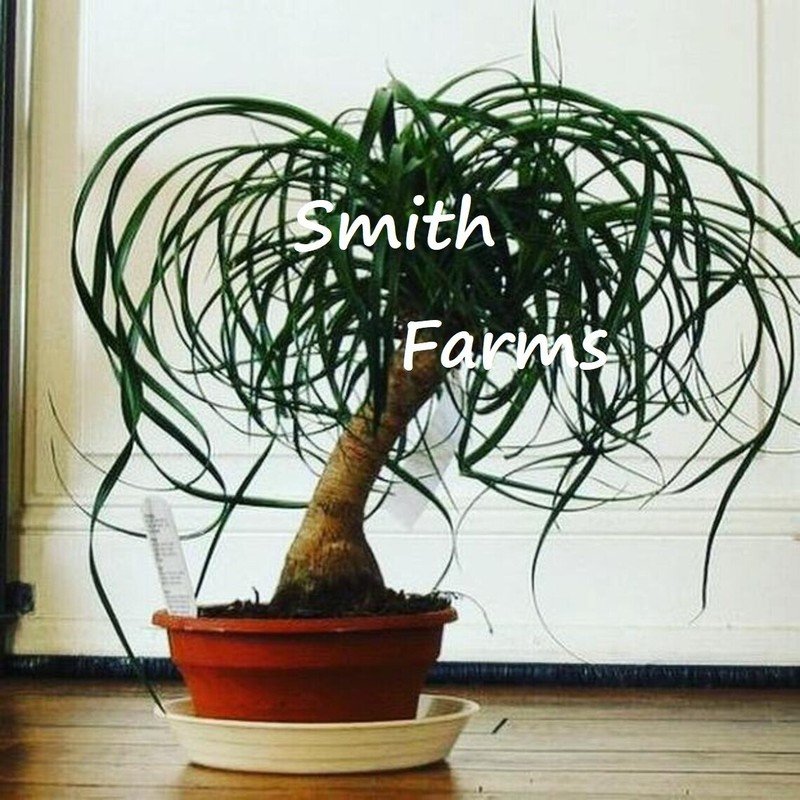 3 Seeds Dwarf Bottle Palm Tree Plant Fresh For Garden