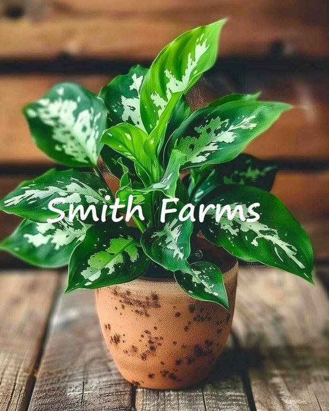 10 Seeds Chinese Evergreen Tricolor Plant Aglaonema Fresh For Garden