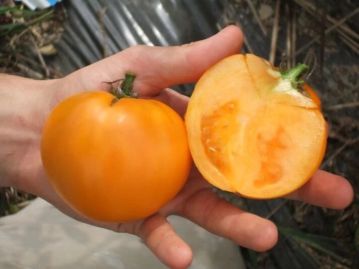 50 Seeds Jubilee Tomato Tomatoe Vegetable Garden Edible Food Fresh For ...