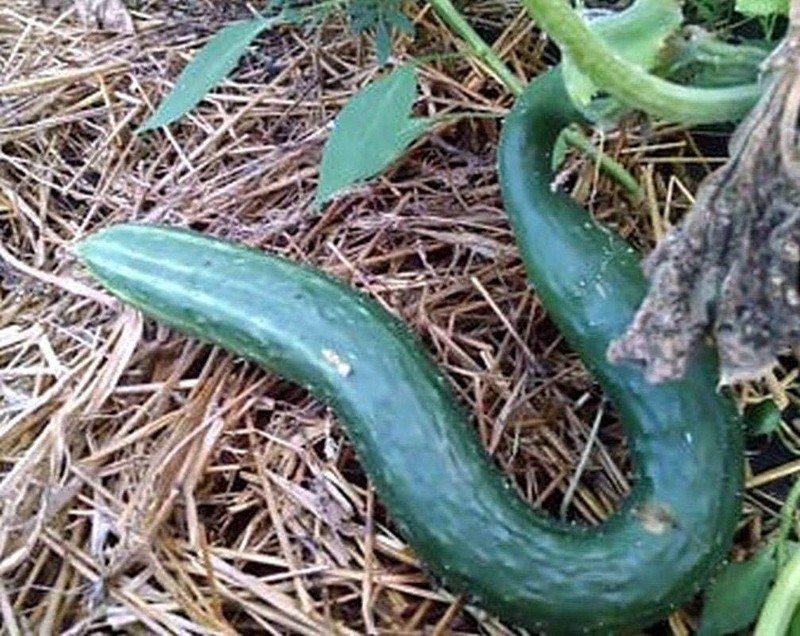 25 Seeds Chinese Snake Cucumbers Planting Edible Food Canning Pickling ...
