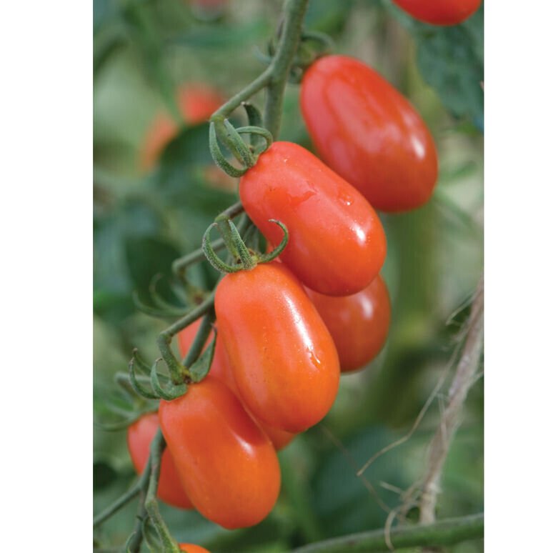 50 Seeds Five Star Grape Tomato Juicy Tomatoe Vegetable Garden Edible ...