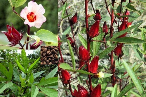 20 Seeds Hibisc Seeds Hibisc Sabdariffa Jamaica Red Sorrell Roselle ...