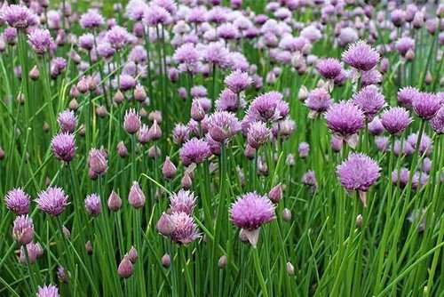 Chive 250 Seeds Common Type Nongmo For Gardens Fresh For Garden
