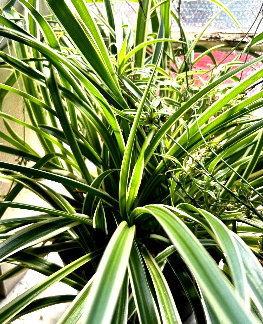 Reverse Variegated Spider Plant Cuttings (3) – Green Live Chlorophytum ...