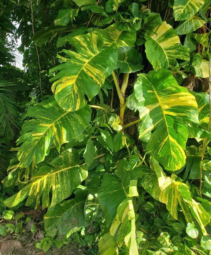 Variegated Golden Giant Pothos Hawaiian – Epipremnum Node Unrooted ...