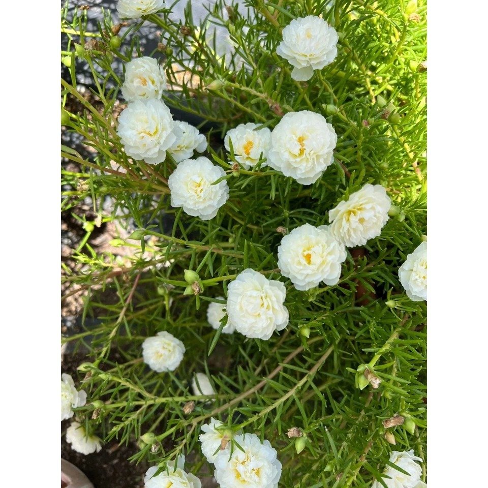 Spearmint Portulaca Grandiflora Unrooted Cuttings – Moss Rose Trailing ...