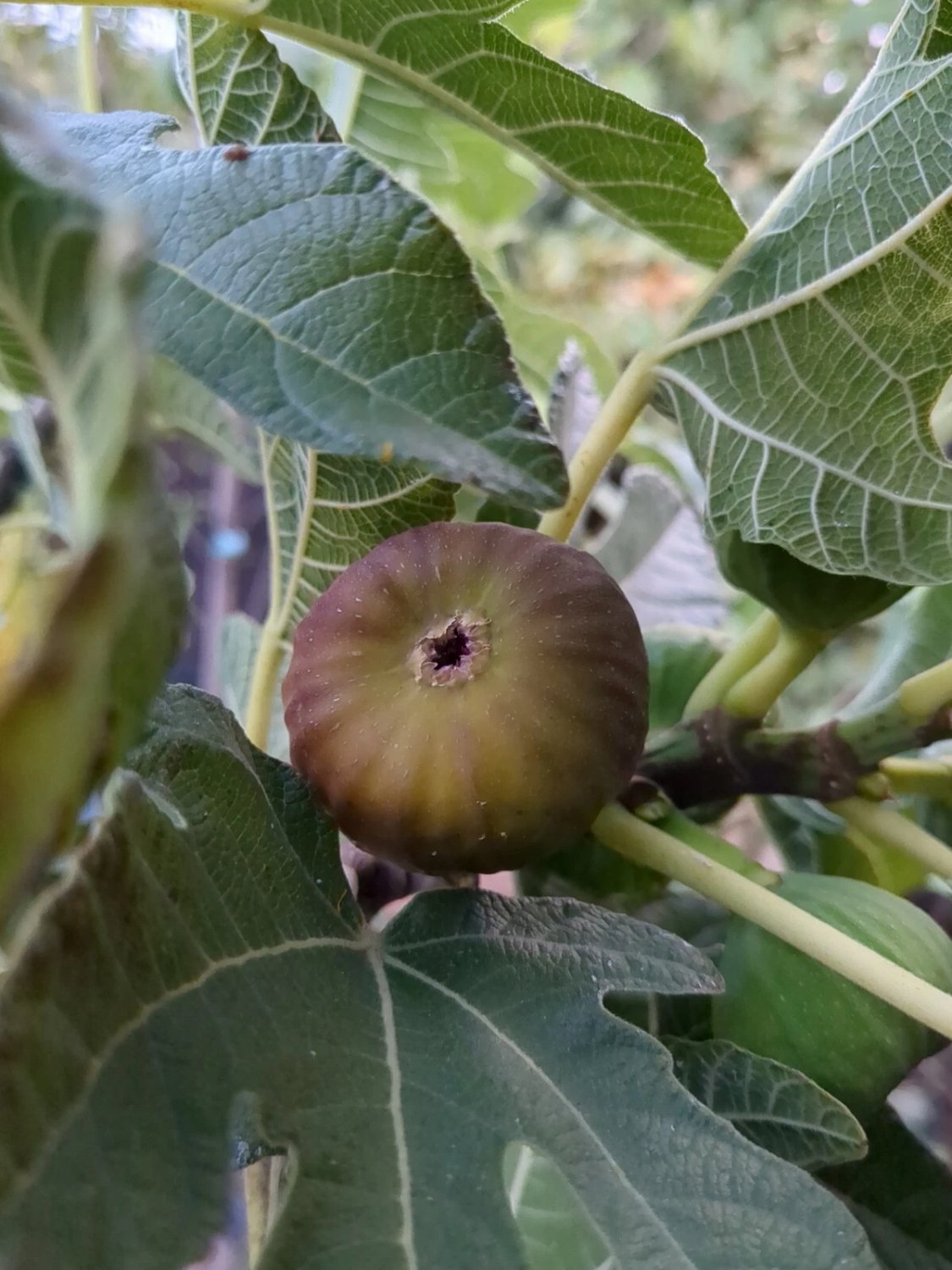 Olympian Fig Tree Cuttings x10 | Fresh Unrooted Stems for Rooting or ...