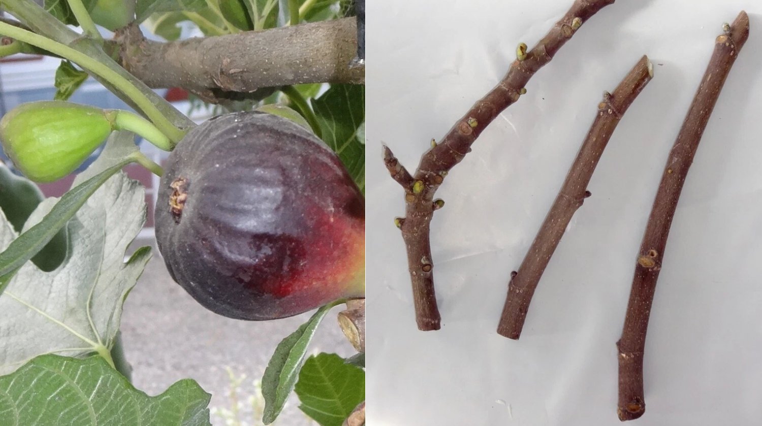 Petite Negri Fig Cuttings | 2 Fresh Unrooted Dwarf Fig Tree Cuttings ...