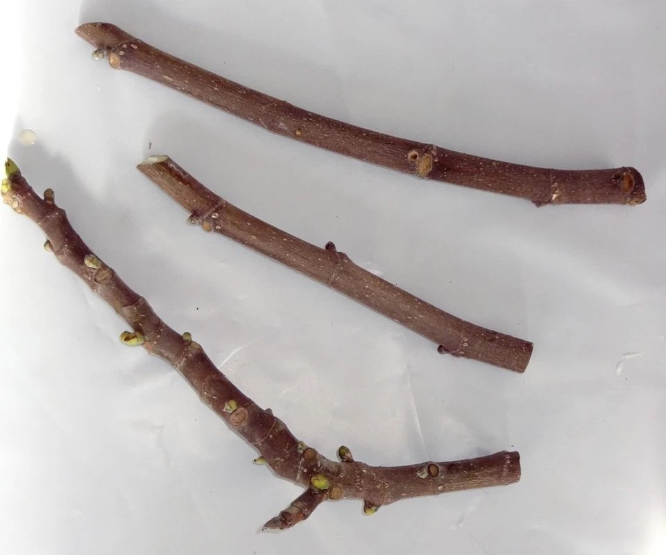 Petite Negri Fig Cuttings | 2 Fresh Unrooted Dwarf Fig Tree Cuttings ...
