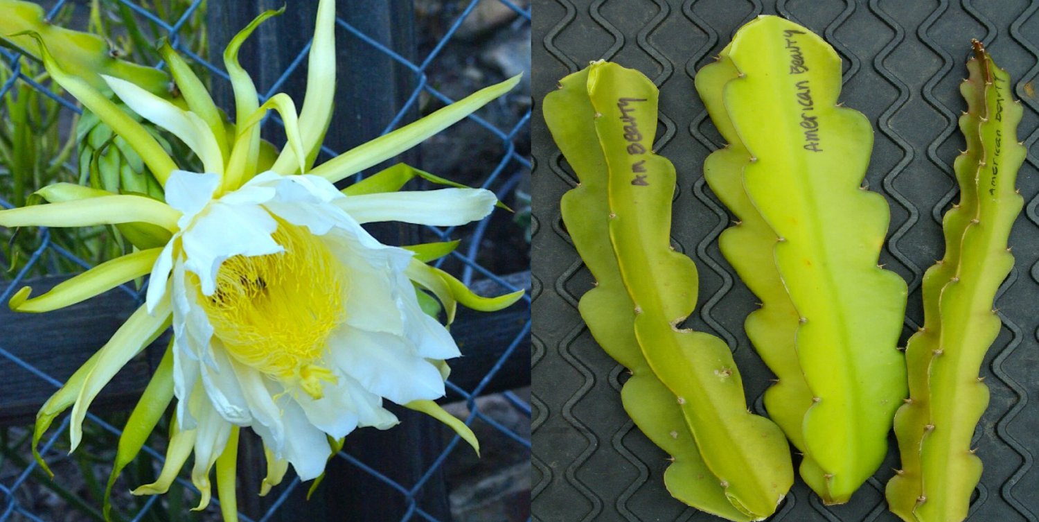 American Beauty Dragon Fruit Cuttings | 3 Fresh 8–10" Self-Pollinating Stems