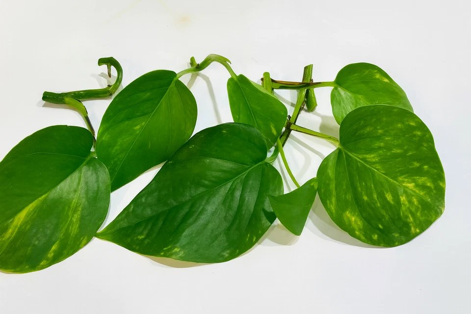 Golden Pothos Cuttings | Healthy Live Houseplant Starter | Easy Care ...