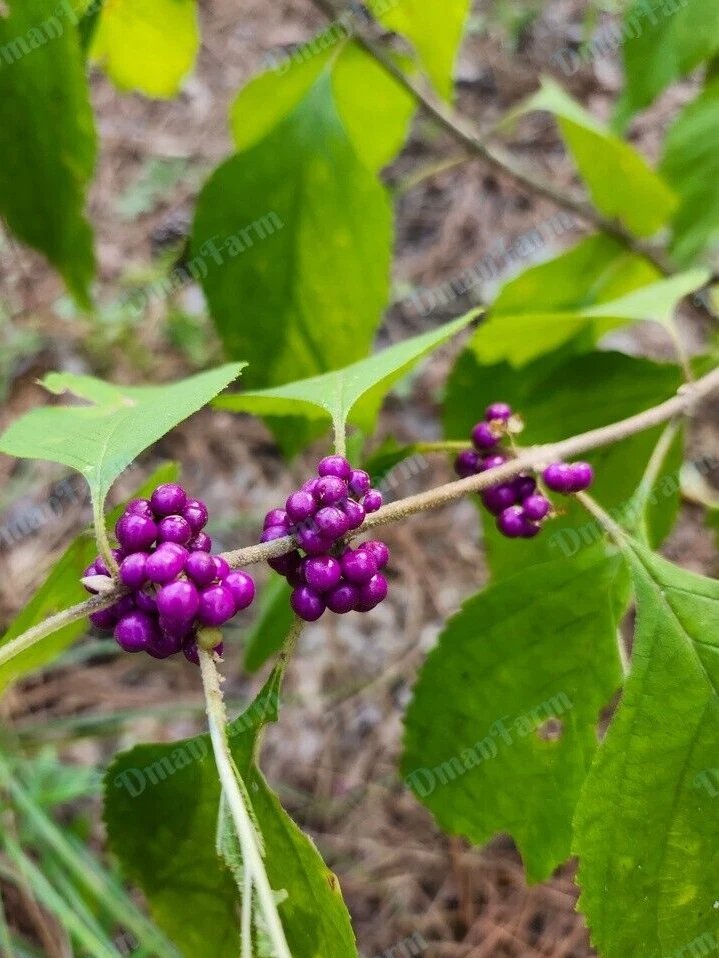 12 Beautyberry Cuttings | Callicarpa americana French Mulberry Purple ...