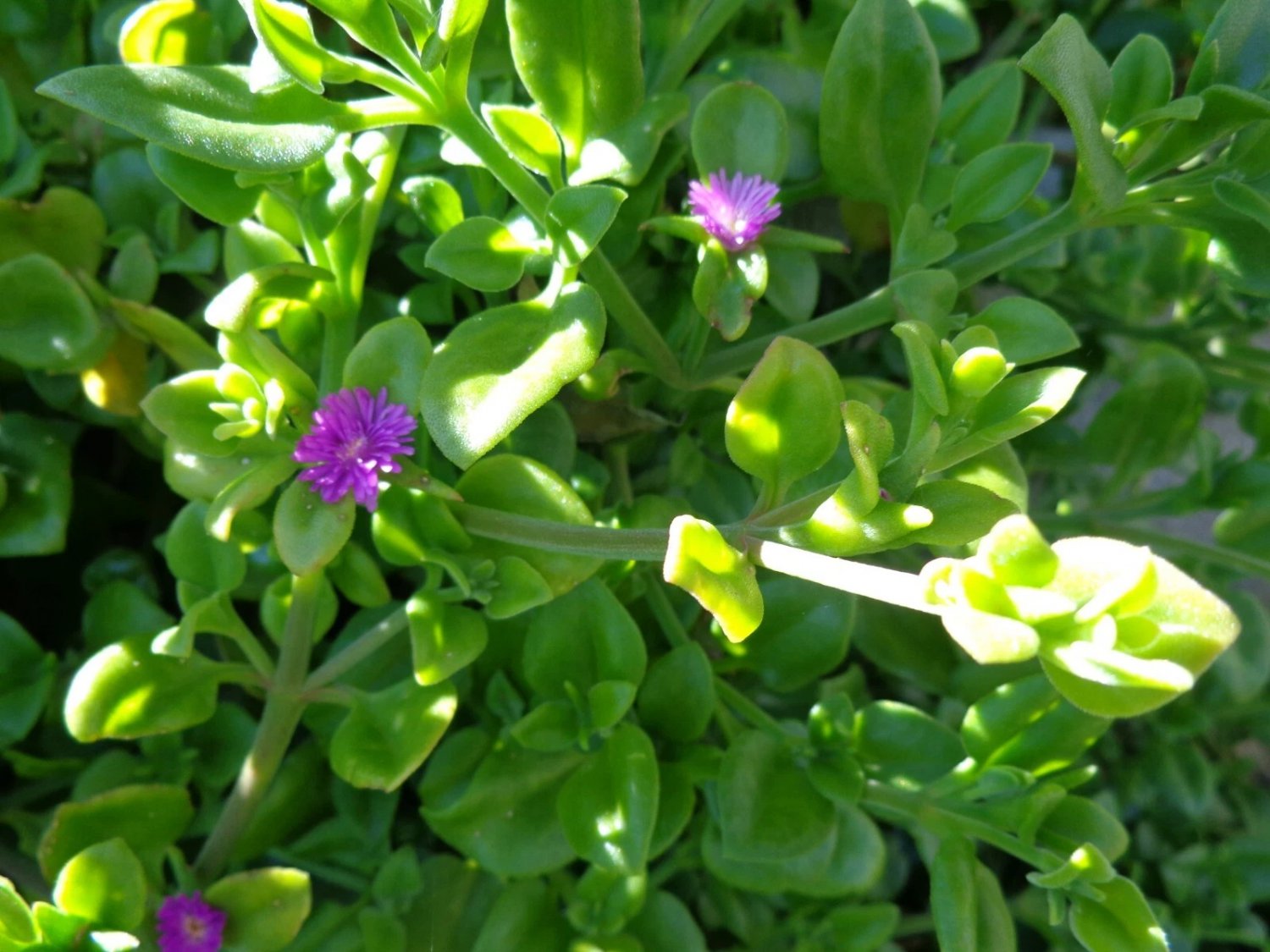 Aptenia cordifolia Cuttings – 10 Baby Sun Rose Ice Plant Stems 5–7 ...