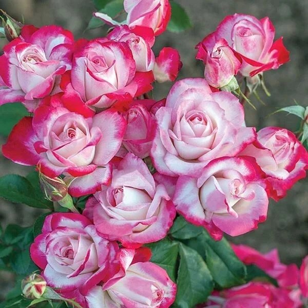 Candy Cane Cocktail™ Shrub Rose – Live 1 Qt Rose Plant, Red and White ...
