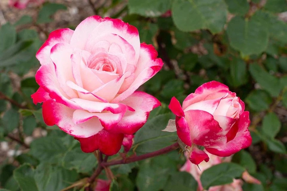 Candy Cane Cocktail™ Shrub Rose – Live 1 Qt Rose Plant, Red and White ...