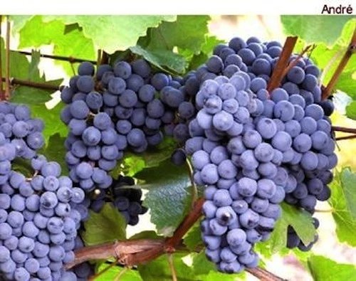 Blue Grape Vine Cuttings | 30 Fresh Green Vitis vinifera ‘André’ Hardy ...