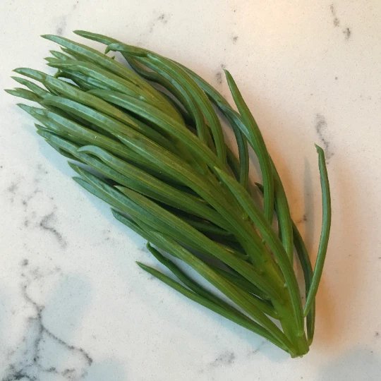 1 Lemon Bean Bush (Senecio barbertonicus) | 6"+ Succulent Cuttings for ...