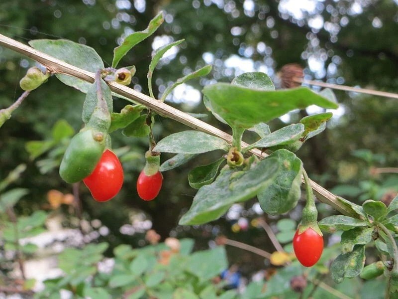 6 Goji Berry Cuttings | Easy to Root Plant Starter for Garden & Orchard ...