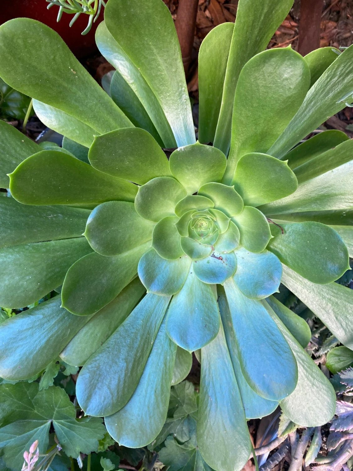 Canary Aeonium Cuttings – 2 Fresh Succulent Starts | Easy Propagation ...