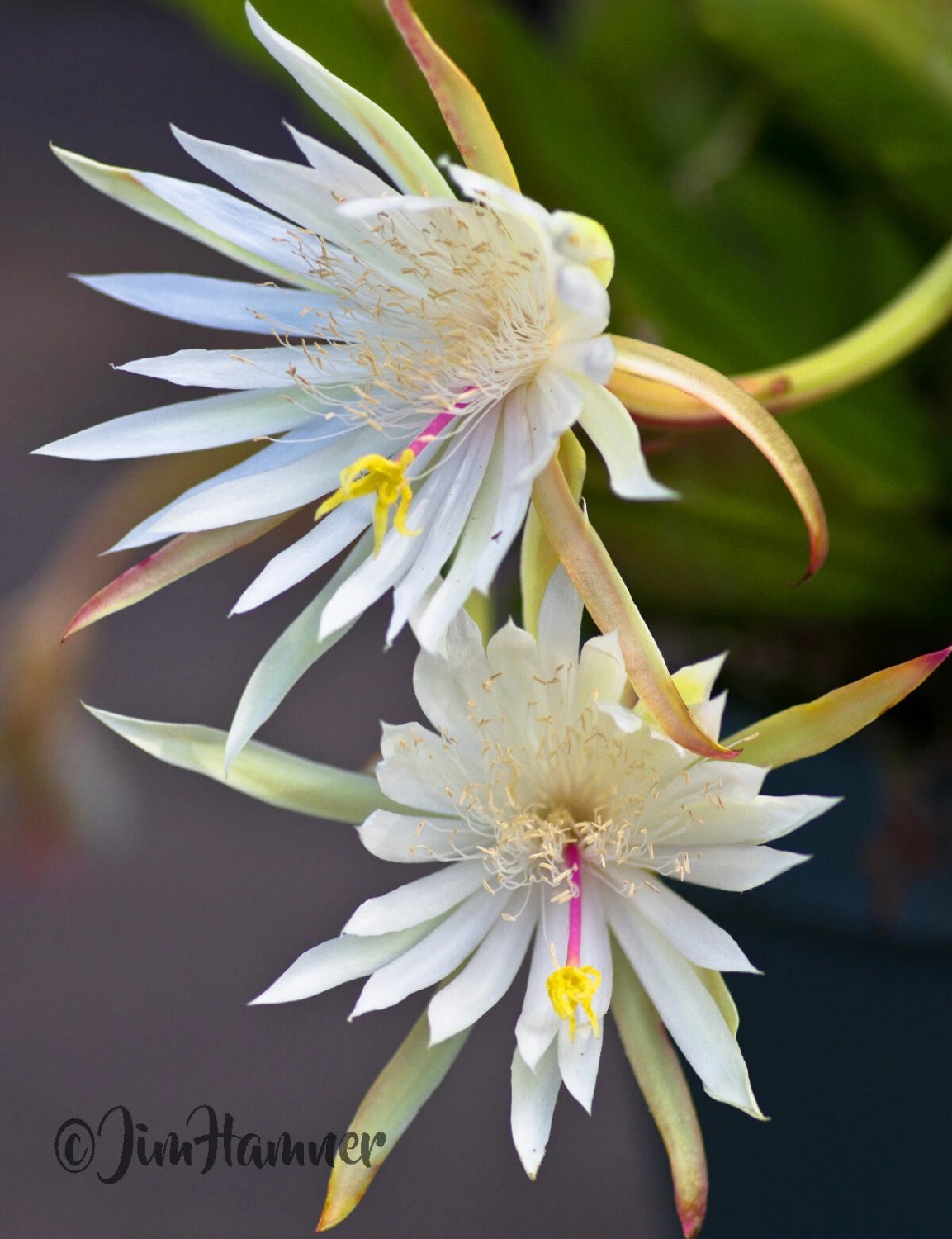 Epiphyllum hookeri – 2 Orchid Cactus Cuttings 8–10” Long, Fragrant ...