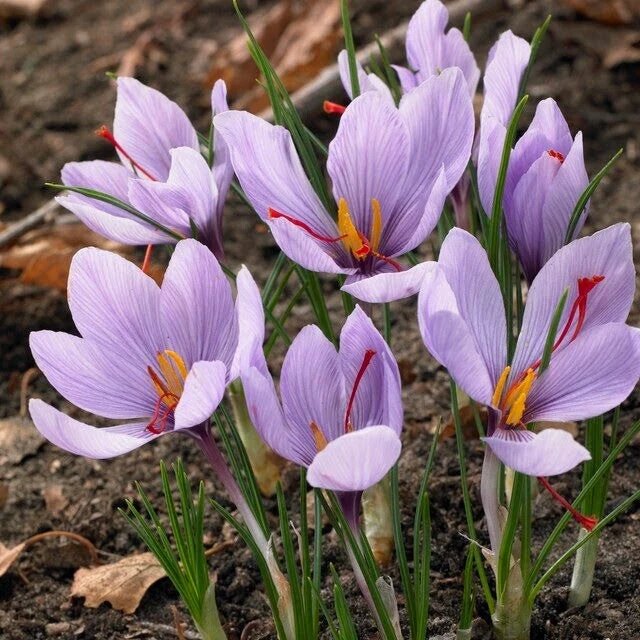 50 of Saffron Autumn Crocus (Crocus sativus) Seeds | Fall-Blooming ...
