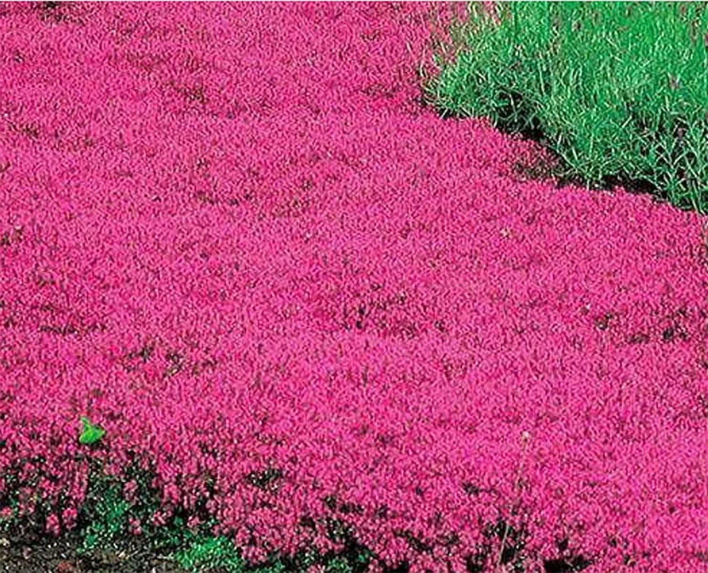 500 of Creeping Thyme SCARLET Red Ground Cover 4" Perennial Rock Garden ...
