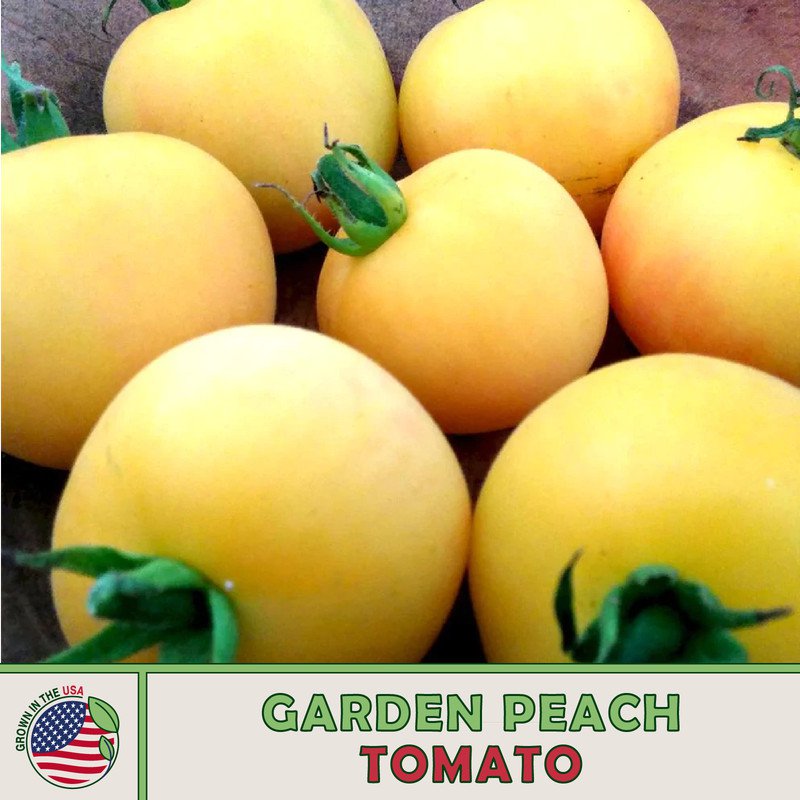 10 Garden Peach Tomato Seeds Heirloom Openpollinated Nongmo Genuine A ...