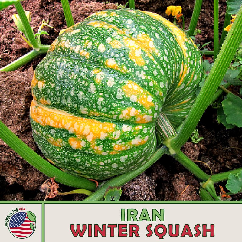 10 Iran Winter Squash Seeds Heirloom Nongmo Genuine Easy to Grow