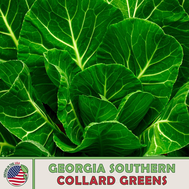 50 Georgia Southern Collard Seeds Heirloom Nongmo Genuine Easy to Grow