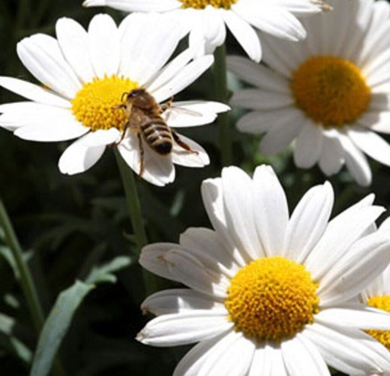 Ox Eye Daisy Seeds 1000 Seeds Perennial Flower Garden Chrysanthemum ...