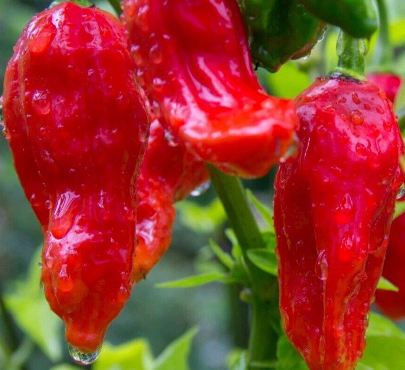 Ghost Pepper Seeds 40 Seeds Bhut Jolokia Super Hot Pepper Vegetable ...