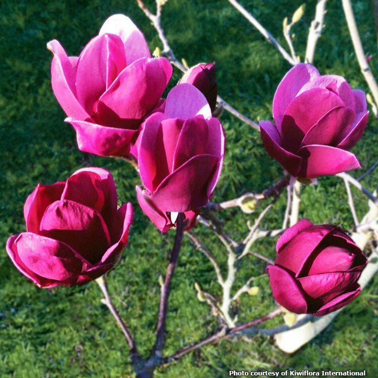 15 Seeds Seeds Magnolia Tinkerbelle Hoe Plant Garden Flowers Easy to Grow